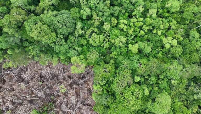 Top 12 Effective Deforestation Solutions to Save Our Forests