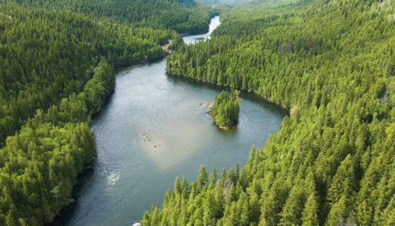 Top 12 Effective Deforestation Solutions to Save Our Forests